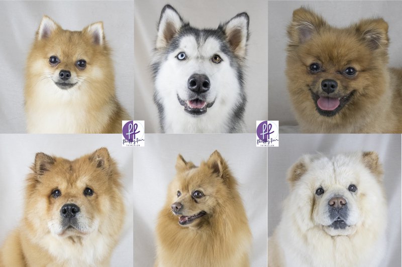 Fluffy Fur spitsen en oertypen Wolf Caloa Merro Suki Tommy Precious ...