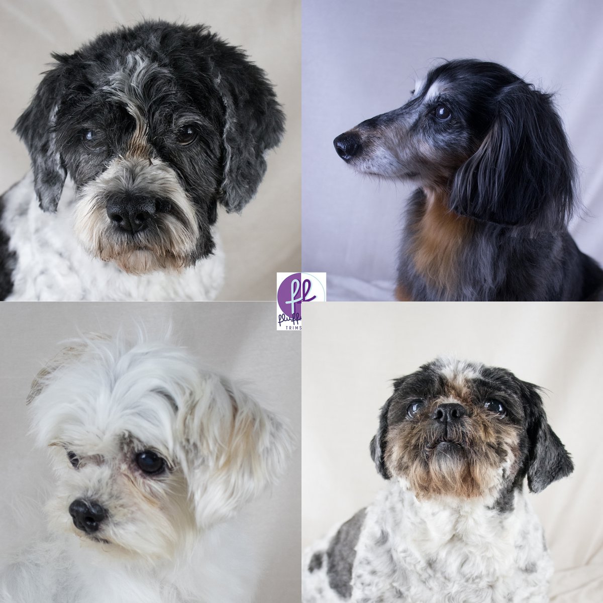 Trimsalon Fluffy Fur de ouwetjes Yara Bram Lady Bibi - Trimsalon Fluffy Fur